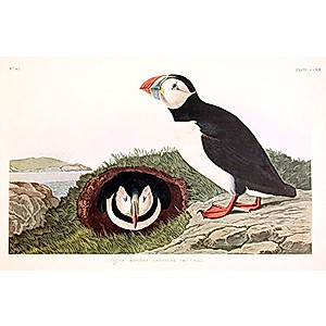 Puffin. From"The Birds of America" (Amsterdam Edition)