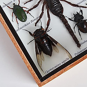 9 Real MIXS Very Rare Insect Taxidermy Set in Boxes Display for Collectibles