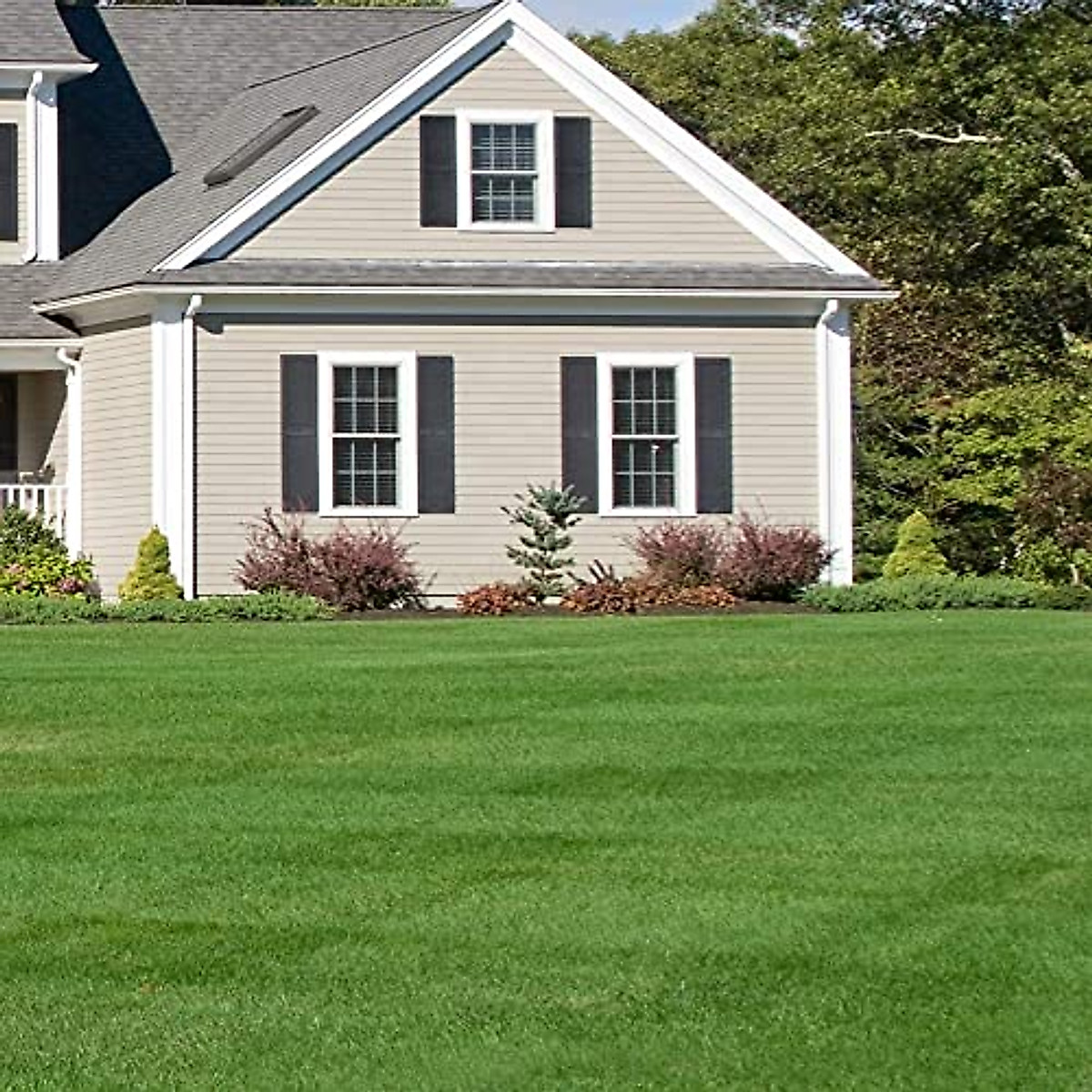 Outsidepride Maya (Blackjack II) Warm Season Drought Tolerant, Fast Growing, Bermuda Lawn, Turf Grass Seed - 5 LBS