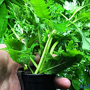 Hygrophila Difformis Water Wisteria Potted Freshwater Live Aquarium Plant Fish Tank by Greenpro