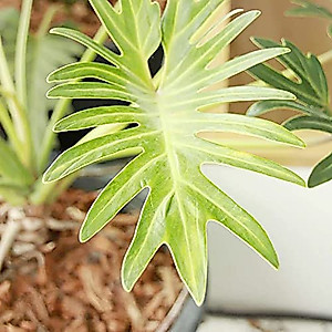 Lacy Tree Philodendron Seeds Philodendron Selloum Easy to Grow Tropical Plant Broadleaf Evergreen GMO Free Containers Garden Indoor Outdoor 15Pcs by YEGAOL Garden