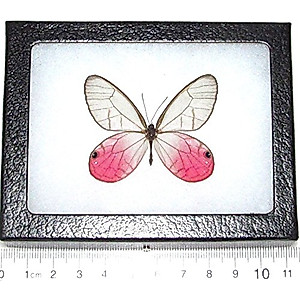 BicBugs Cithaerias merolina Real Framed Butterfly Pink Clear Wing Peru