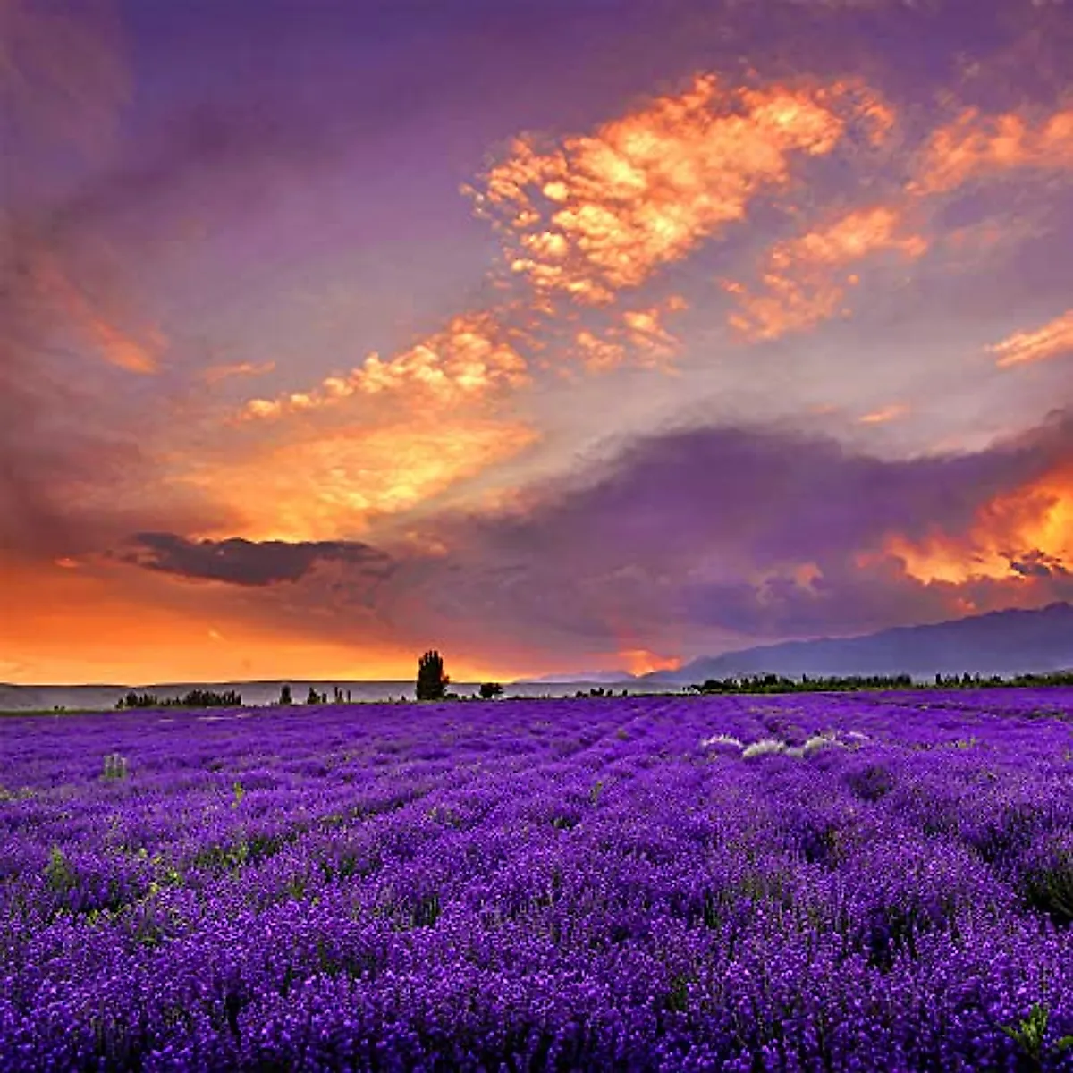 5000+ Provence Lavender Seeds Non-GMO Heirloom Garden Home for Planting, Blue