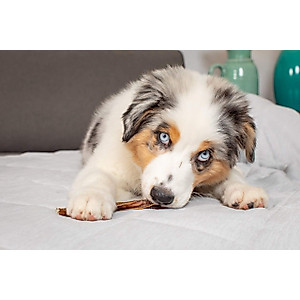 Natural Cravings Steer Stix Bully Sticks Dog Chews | 20-22 Sticks, 12 oz. Bag | Product of USA - Odor Free