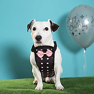 Queenmore Dog Chest Protective Shirt, Belly Clothes to Keep Warm and Keep Chest Clean, Waterproof Adjustable Breathable Apparel for Male Female Dogs, Black S