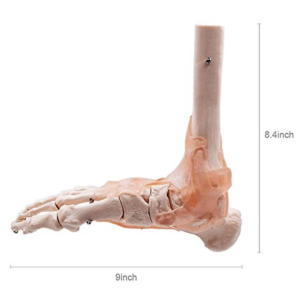 Foot Joint Model Human Foot Ankle Joint Model with Ligament Medical Science Life Size