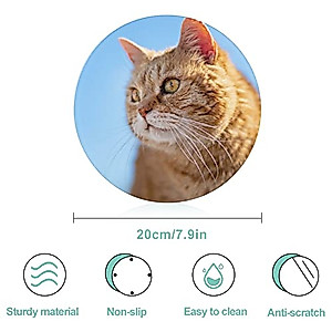 Orange Cat Tempered Glass Cutting Board Heat Resistant For Bread Meat Fruit 7.9 in