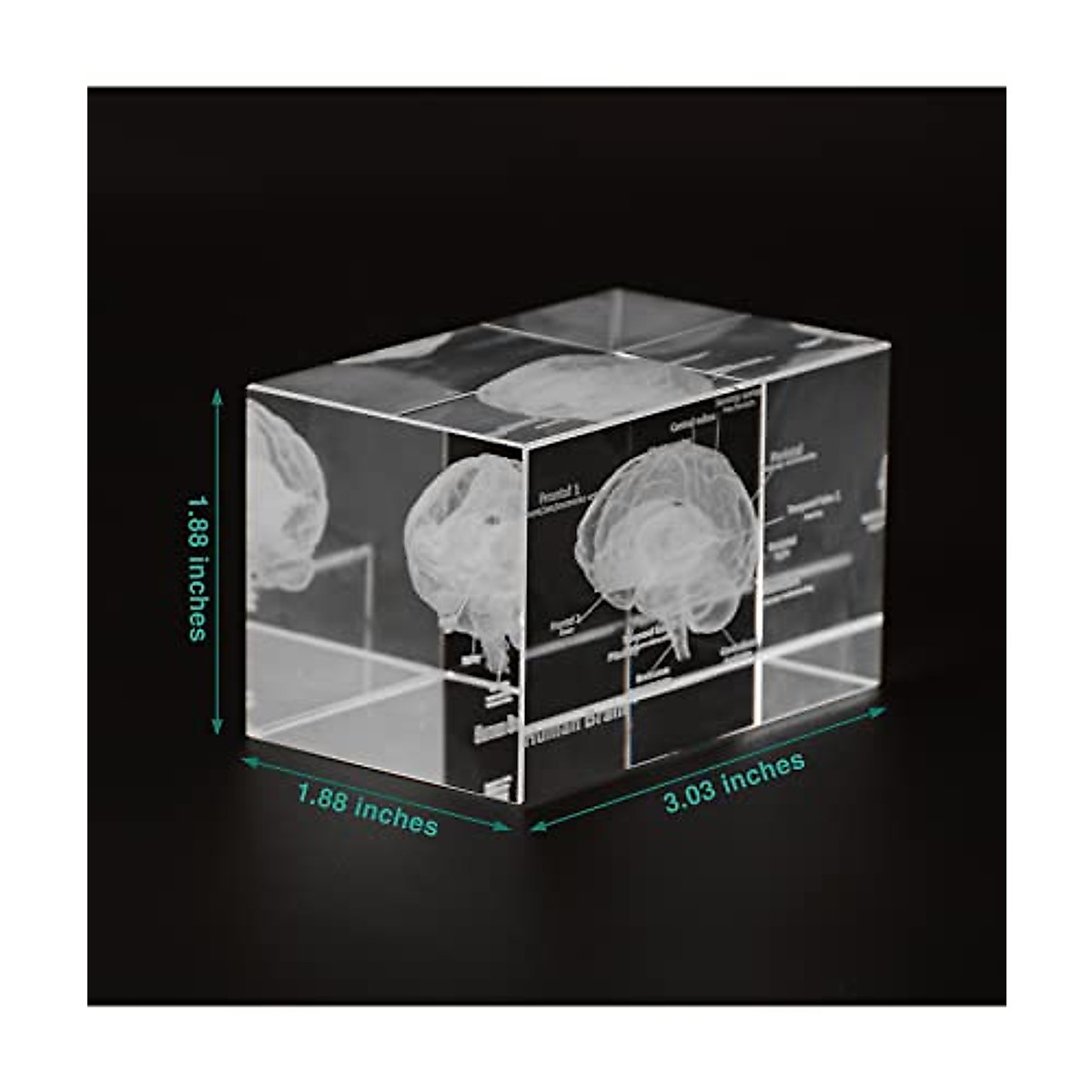 Ultrassist 3D Human Brain Crystal Model, Laser Etched Anatomical Model for Home and Office Decoration, Neurology Gifts