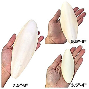 Birds LOVE Natural Cuttlebone – Premium Calcium & Trace Mineral Supplement for Avian Species, Tortoises, and Snails – Pure Cuttlebone for Parakeets, Cockatiels and All Birds | 4-Pack - Size 3.5 to 4"
