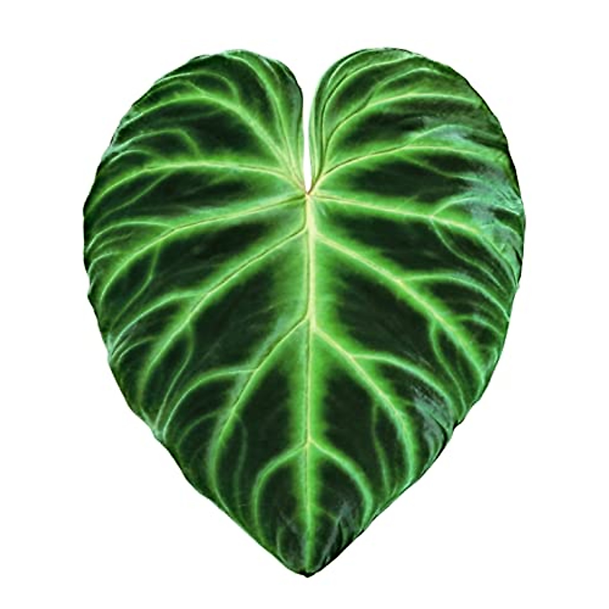 Monstera Anthurium Philodendron Leaf Tropical Aroid Plant Phone Grip Handle for Phone & Tablet (Verrucosum)