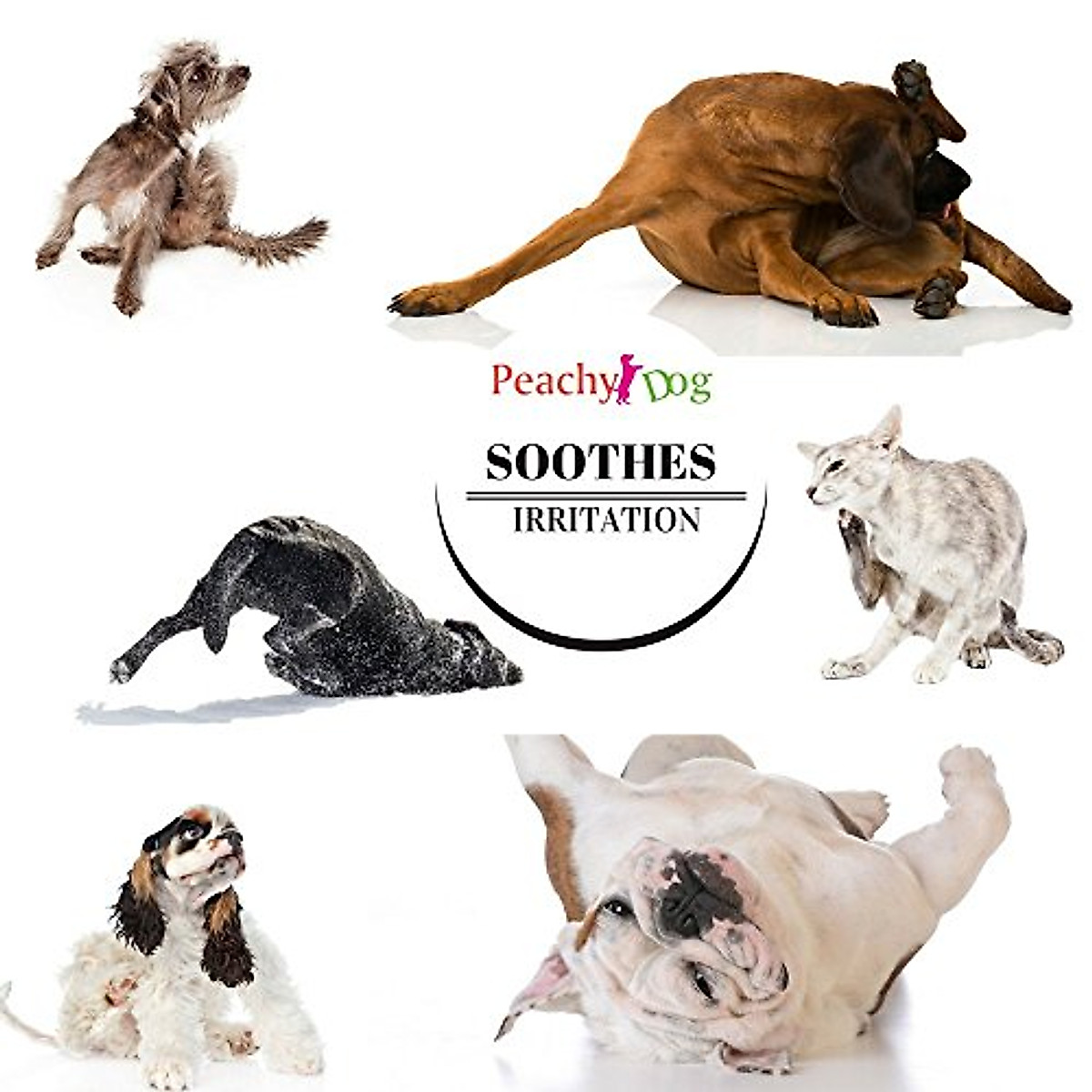 DogWash Oatmeal Pet Shampoo Deeply Cleans & Detangles, Soothes Skin Irritations That Cause Excessive Licking, Chewing & Scratching, Moisturizes & Rejuvenates Skin, Neutralizes Odors & Removes Dander