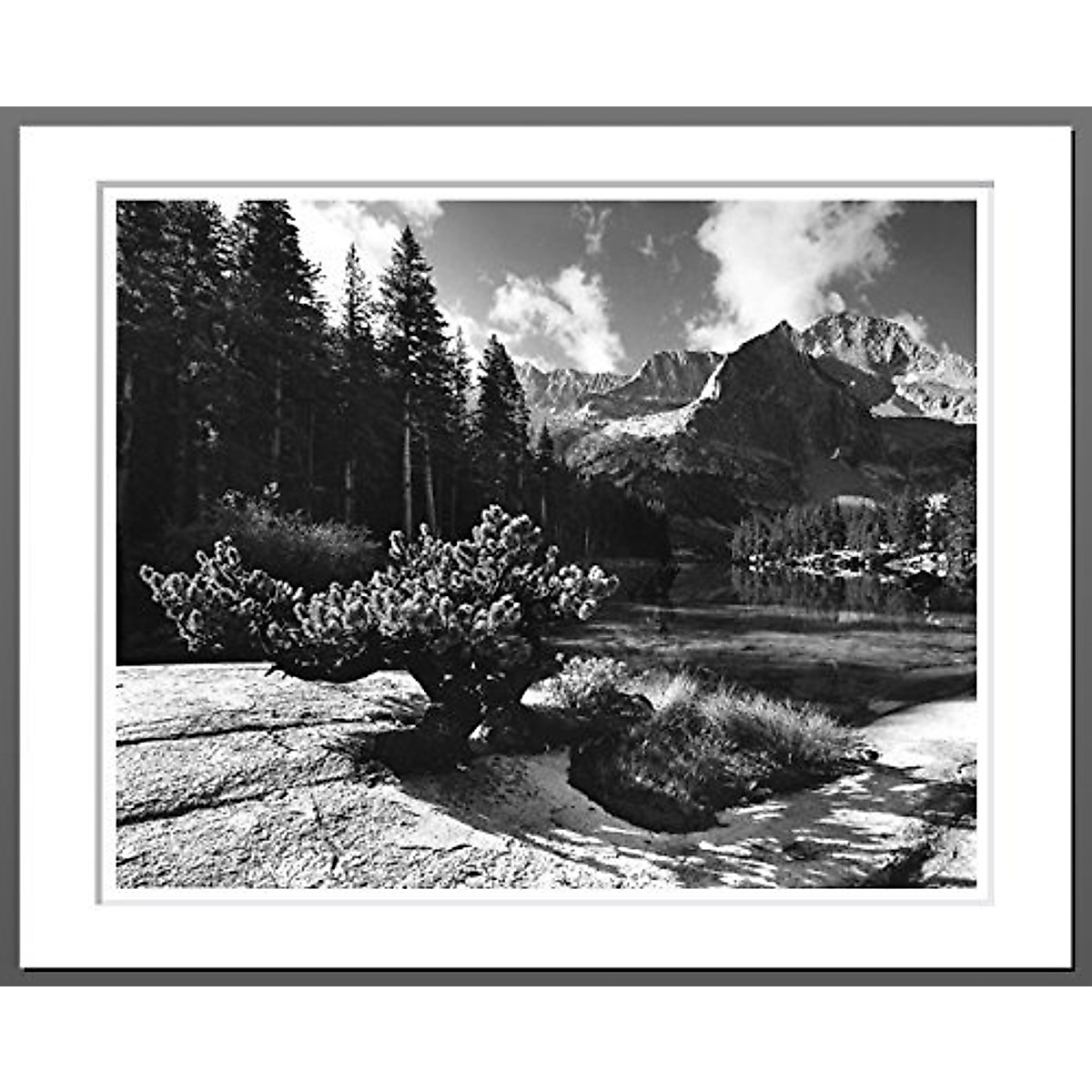 Dwarf Pine, Lake Reflection (#2)