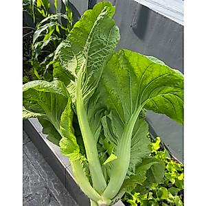 4000+ Florida Broadleaf Mustard Seeds for Planting Vegetable Seeds for Green Leaf Non-GMO Heirloom Garden Seed Small GAI Choi Cải bẹ xanh