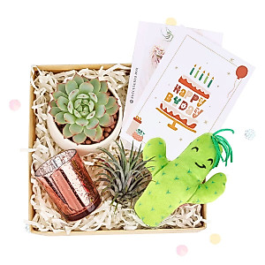 Happy Birthday Gift Box (1 Airplant, 1 Succulent) - Unique Birthday Gifts for Mom, Sister, Daughter, Her, Coworker, Wife, Girlfriend, Plant Lovers