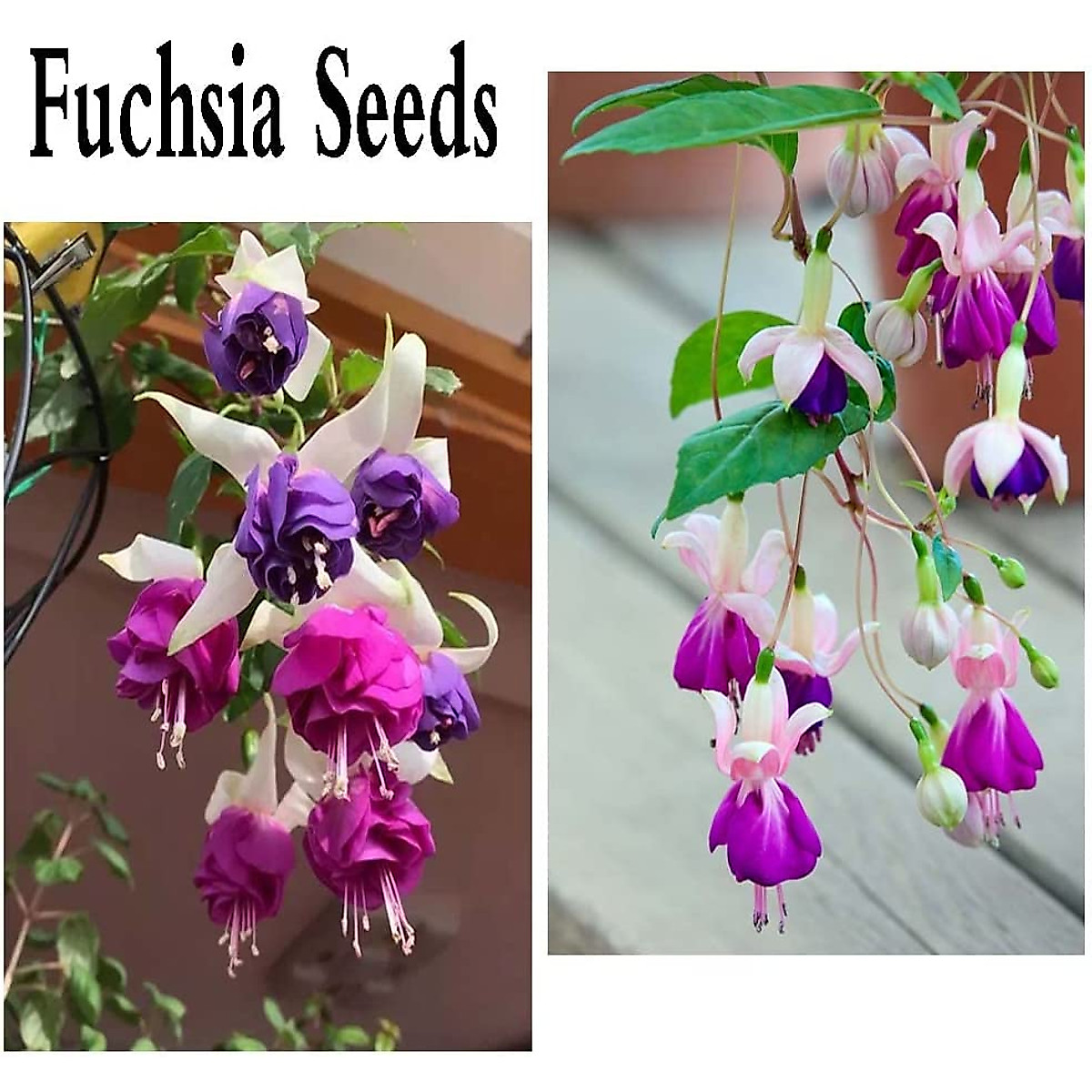 200PCS Fuchsia Seeds Fuchsia Flower Seeds for Planting Non GMO Heirloom Garden Seeds Outdoor Indoor (Mix Color)