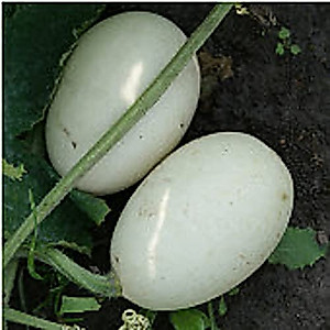 Nest Egg Gourds Seeds (20+ Seeds) | Non GMO | Vegetable Fruit Herb Flower Seeds for Planting | Home Garden Greenhouse Pack