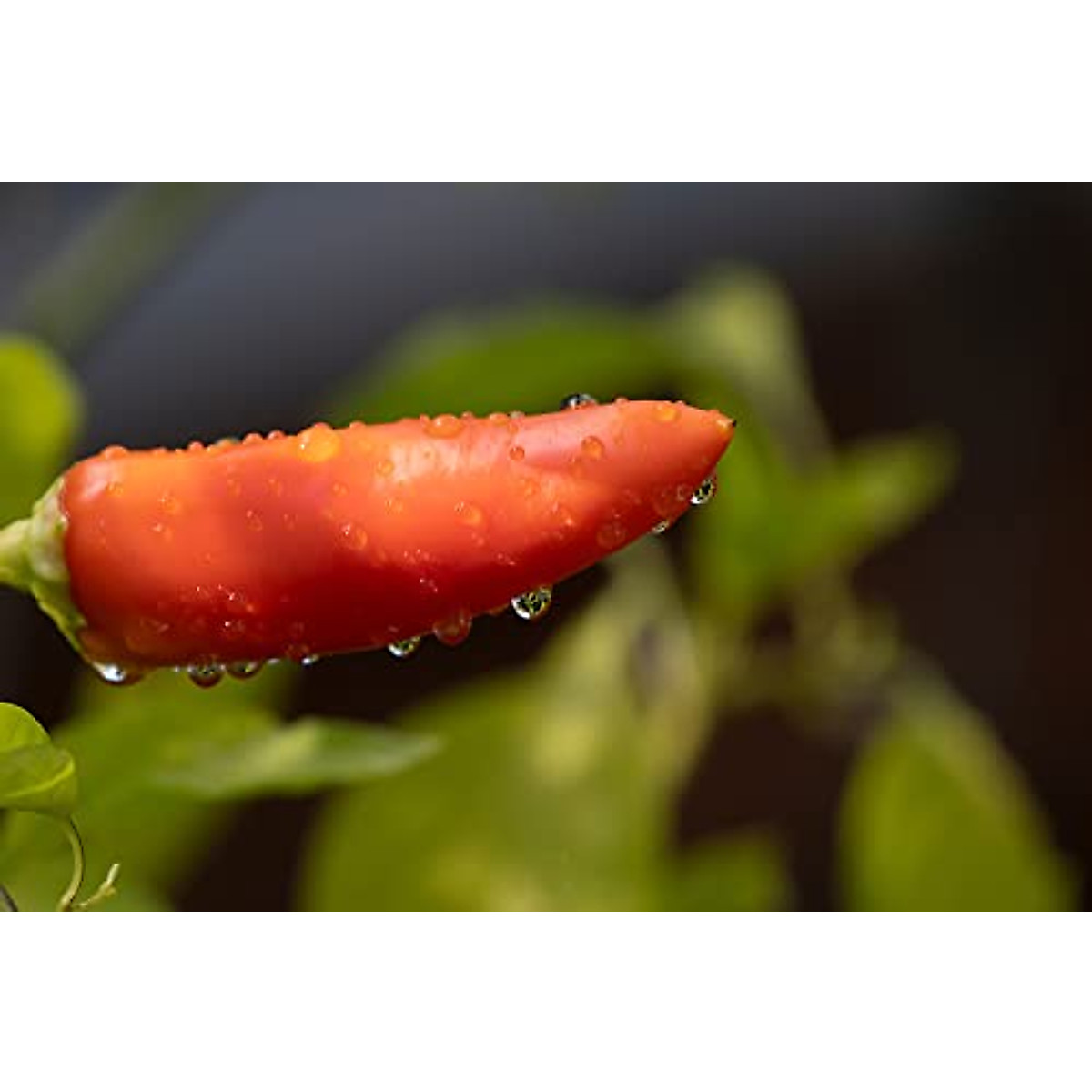 Hungarian Sweet Wax Pepper Seeds, 100+ Heirloom Seeds Per Packet, (Isla's Garden Seeds), Non GMO Seeds, Botanical Name: Capsicum annuum