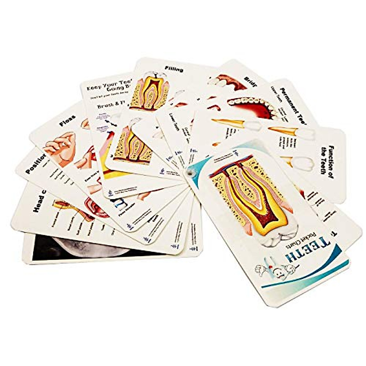 Dental Anatomy Pocket Charts,for Dentist, Oral Hygienist, Dental Students