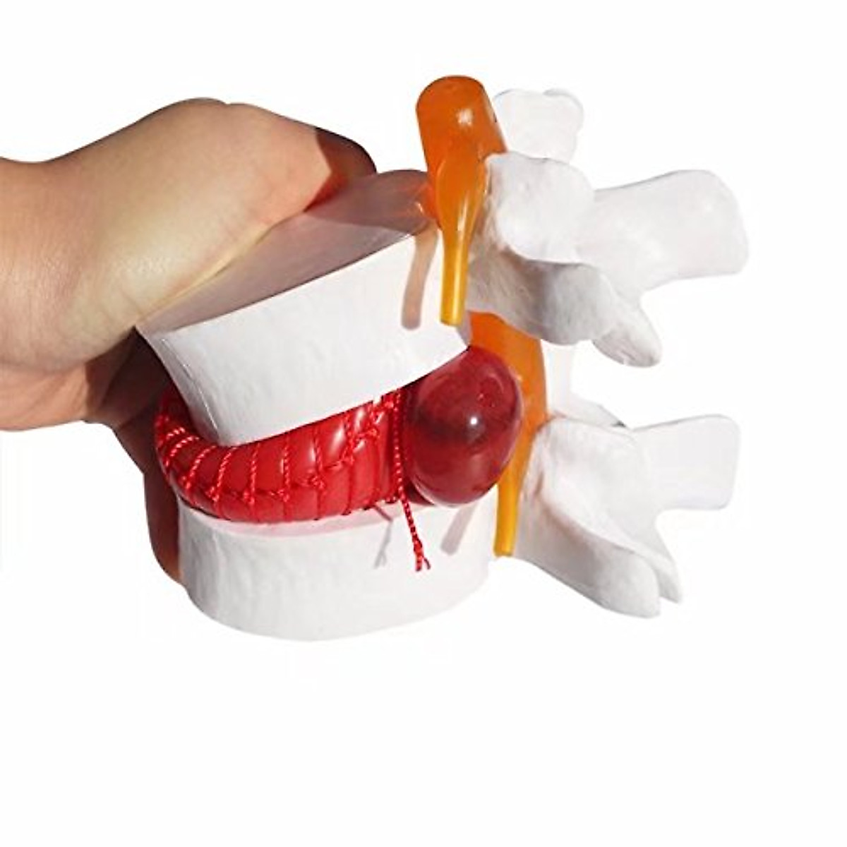 BoNew-Oral 1:1.5 Anatomical Human Lumbar Vertebrae Degenerative Lumbar Human Spine Model White Color