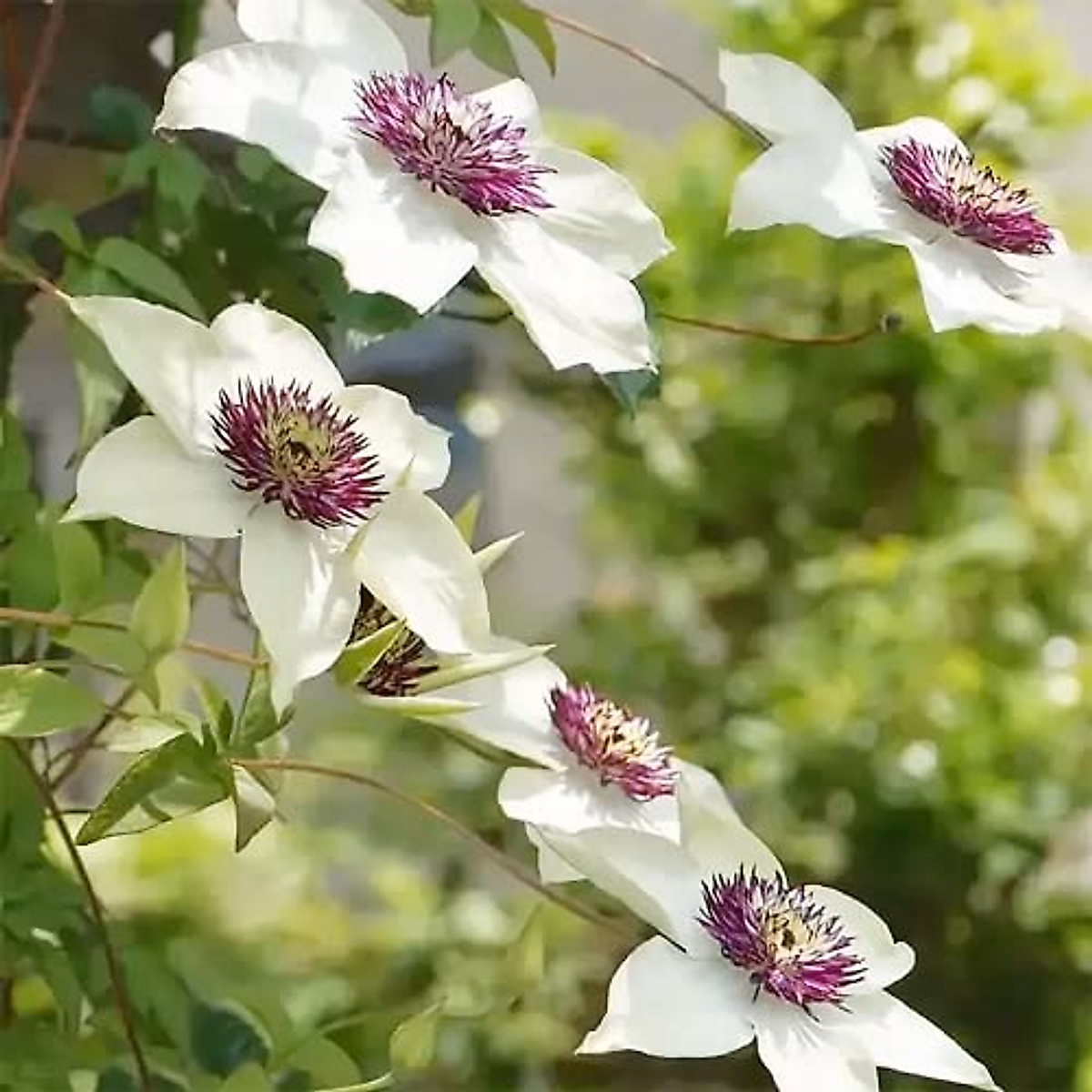 YEGAOL Garden 50Pcs White Purple Clematis Seeds Climbers Perennial Flower Seeds GMO Free Attract Butterflies & Hummingbirds Garden Courtyard Cottage Potted