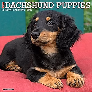 Willow Creek Press Dachshund Puppies Monthly 2024 Wall Calendar (12" x 12")