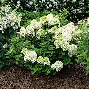 Proven Winners 4.5 in. Quart, Little Lime Punch Panicle Hydrangea (Paniculata), Live Plant, Multi-Color Flower, Red (HYDPRC1217800)