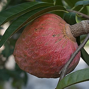 Red Custard Apple Tree Seeds Annona Reticulata Tropical Fruit Tree Delicious and Sweet Fruit Attract Bees Culinary Uses Gardens Outdoor 10Pcs Fruit Tree Seeds by YEGAOL Garden