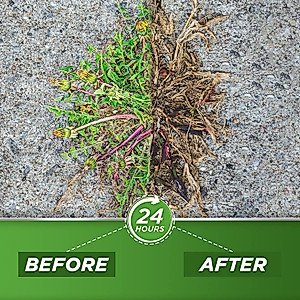 Green Gobbler 20% Vinegar Weed & Grass Killer | Natural and Organic | Concentrated | 32 fl. oz. Spray | Glyphosate Free Herbicide