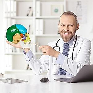 breesky Anatomy Skull Model of Medical: 3-Parts Colored Removable Anatomy Skull Model - Mini Human Skull Anatomical Model for Medical Research.