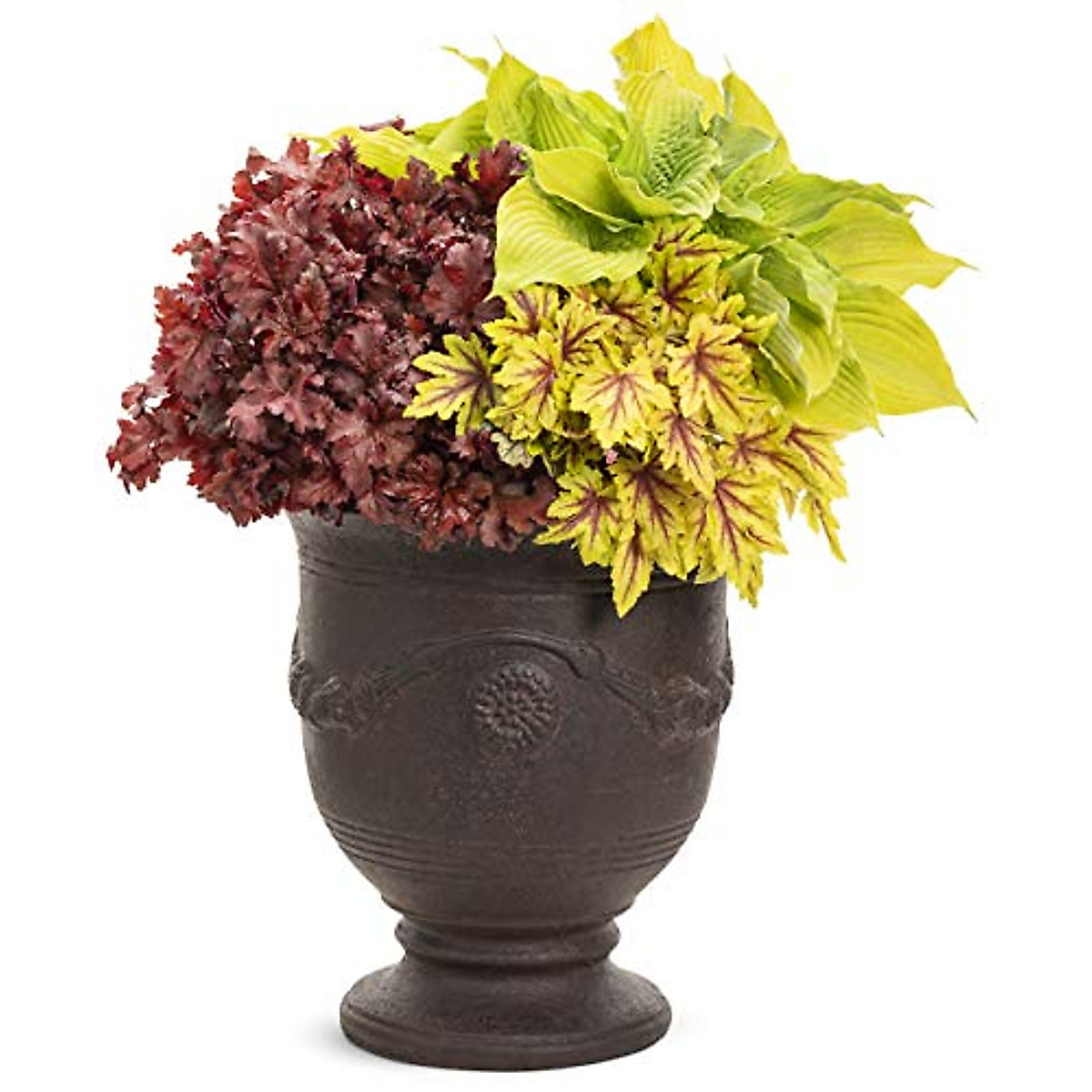 Proven Winners HEUPWP2146103 Cherry Truffles Live Plant, 0.65 Gallon