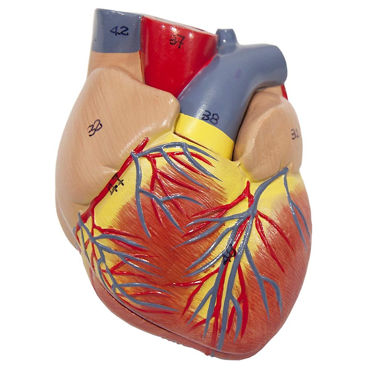 Axis Scientific Human Lung and Respiratory System Model | 3/4 Life Size Model has 7 Removable Parts | Includes 2 Part Heart and Detachable Larynx | Includes Product Manual