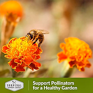 Survival Garden Seeds - French Sparky Marigold Seed for Planting - 3 Packs with Instructions to Plant and Grow Large Tagetes Patula Flowers in Your Home Vegetable Garden - Non-GMO Heirloom Variety