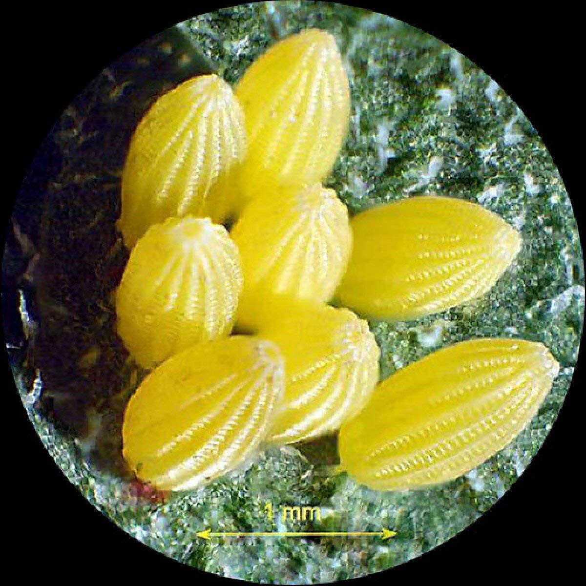 AmScope Kids SE100Y Portable Stereo Microscope 20X & 30X