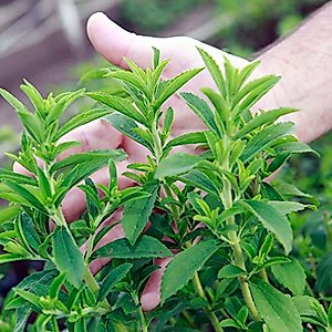 Outsidepride Perennial Stevia Sweetie Star Natural Herb Garden Plant Sugar Substitute & Sweetener Alternative - 50 Seeds