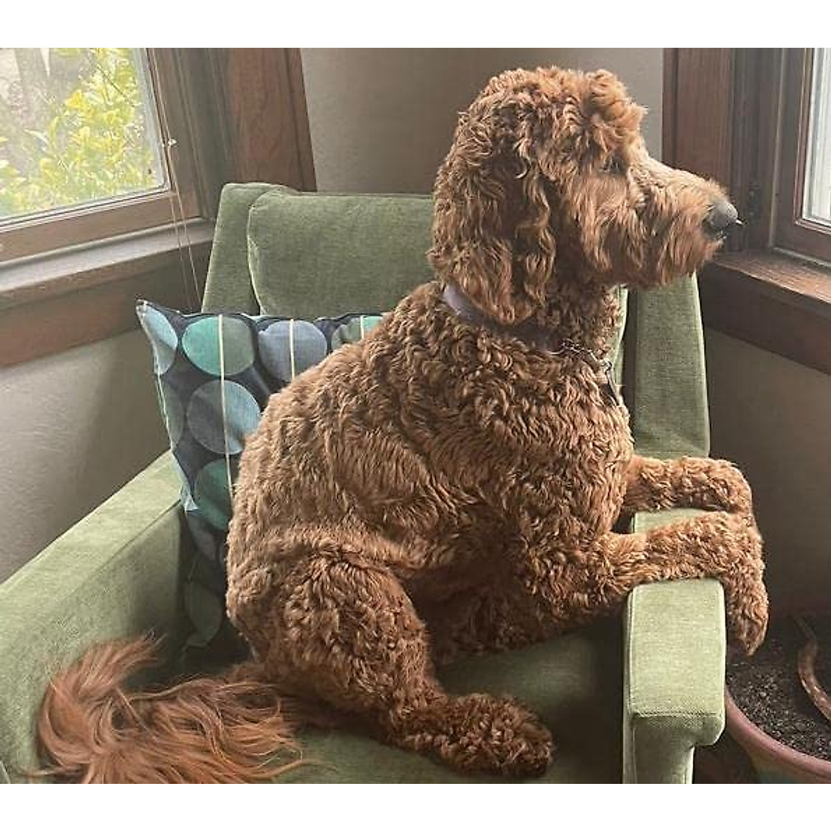 Pet Salve, Dog Paw Balm, Dry Noses Cracked Paws, Hot Spots, Itchy Ears, Lightly Scented with Lavender Essential Oil and Rosemary, Cruelty-Free, No Tea Tree Oil, Safe for Pets, Ora's Amazing Herbal 4oz