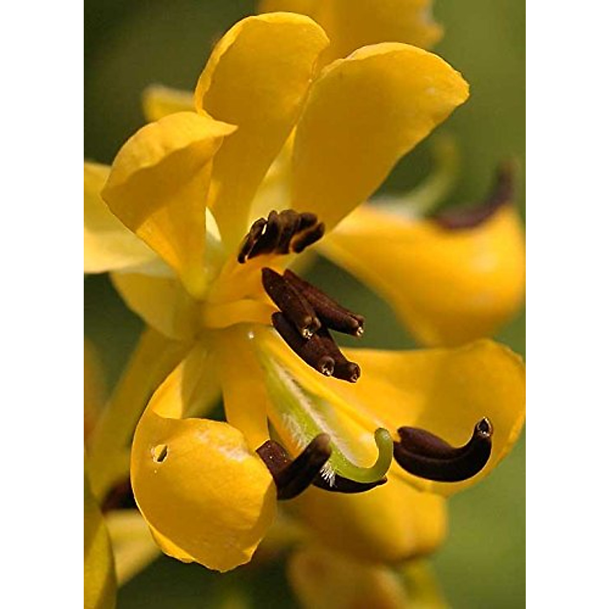 Senna hebecarpa | Wild Cassia | Wild American Senna | 100_Seeds
