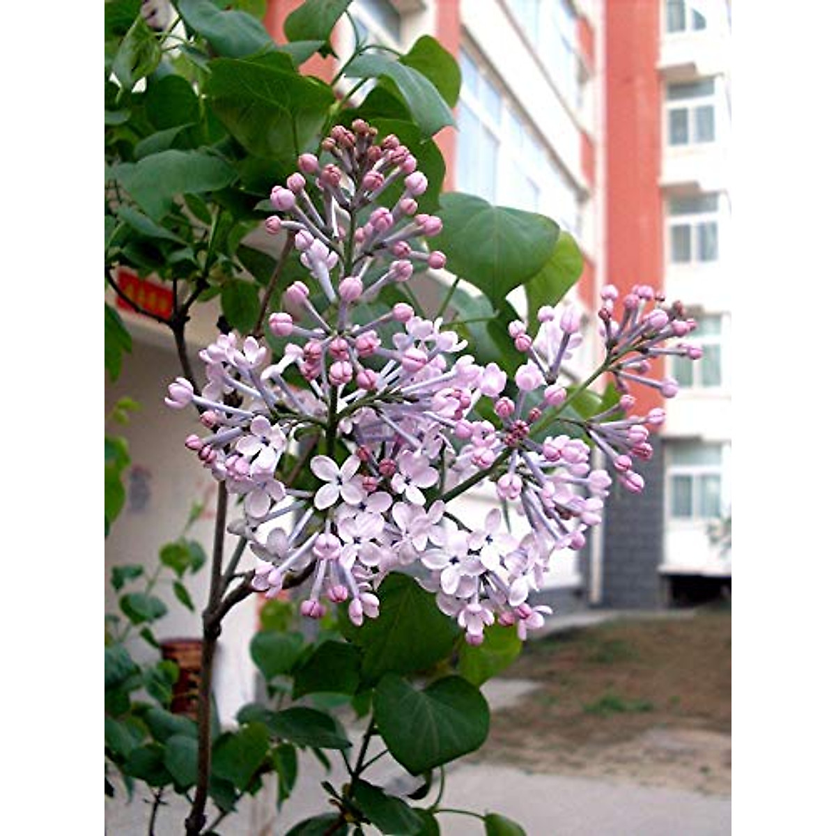 50+ Mixed Lilac Tree Seeds Fragrant Flowers Flower Perennial Bush Bonsai Plants