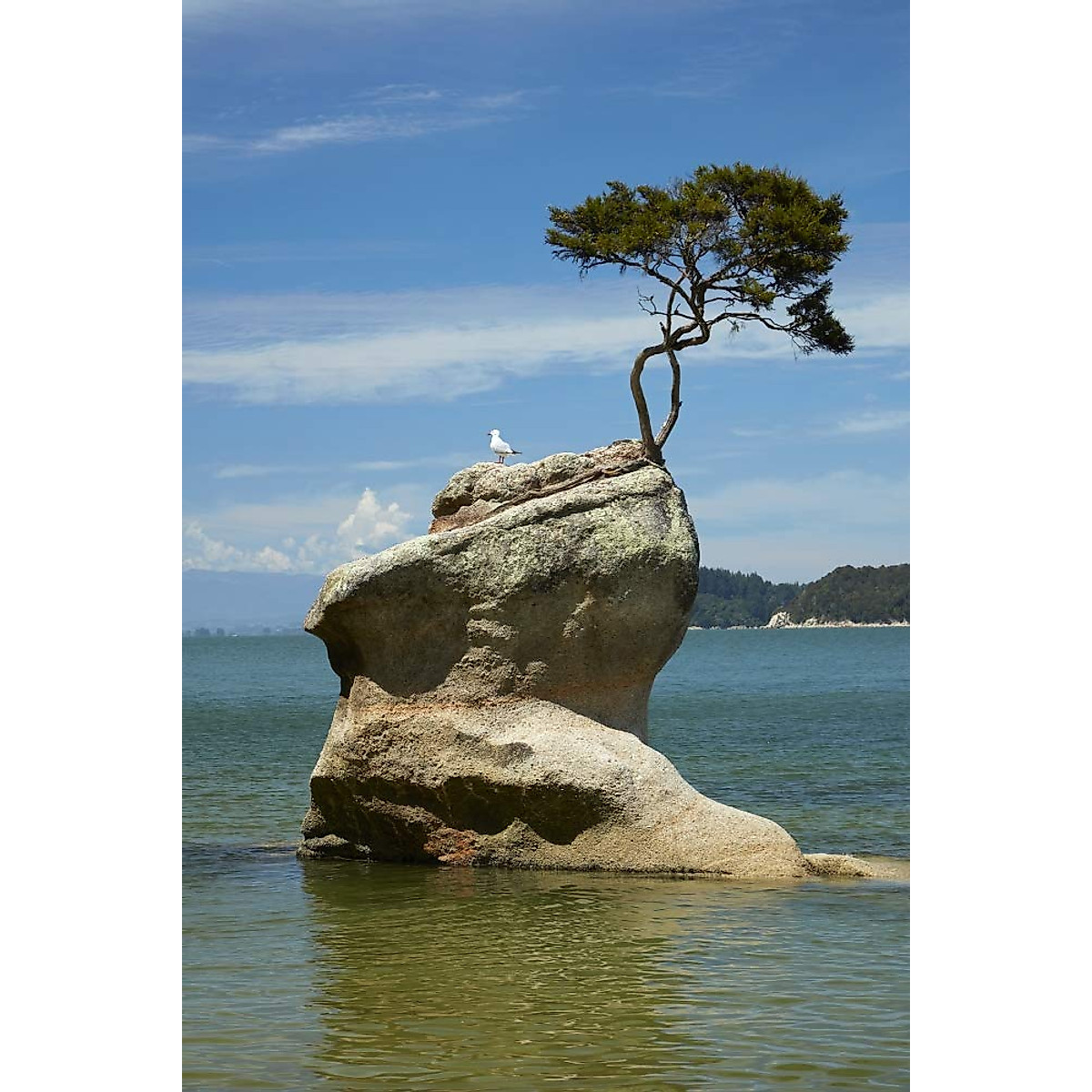 Posterazzi PDDAU03DWA0144LARGE Tree on Rock, Tinline Bay, ABEL Tasman National Park, Nelson Region, South Island, New Zealand Photo Print, 24 x 36, Multi