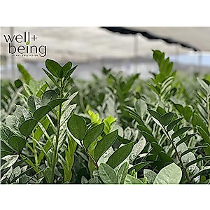 Nature’s Way Farms ZZ Plant, Zamioculcas Zamiifolia, Indoor, Outdoor, Live Houseplant, in Grower Pot (25-30 in. Tall)