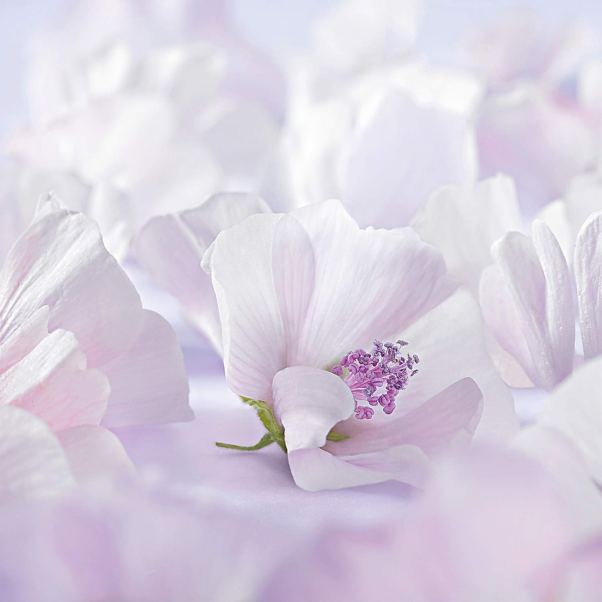 Weleda Baby White Mallow Diaper Care Cream, 1.7 Fluid Ounce, Fragrance Free Plant Rich Protection with White Mallow, Pansy, Sesame and Coconut Oils