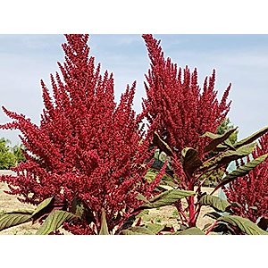 Gaea's Blessing Seeds - Amaranth Seeds - Red Garnet - Non-GMO Seeds with Easy to Follow Planting Instructions - Open-Pollinated - Untreated - Heirloom - 92% Germination - Net Wt. 1.3g