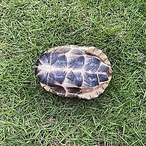 Unique Turtle Shell True Specimen Turtle Shell（ Reeves' Turtle） Taxidermy (1)