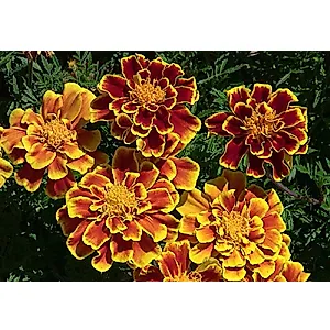 French Marigold Flower Seeds, 25 Count "COOL BEANS N SPROUTS" Brand. Home Gardening.