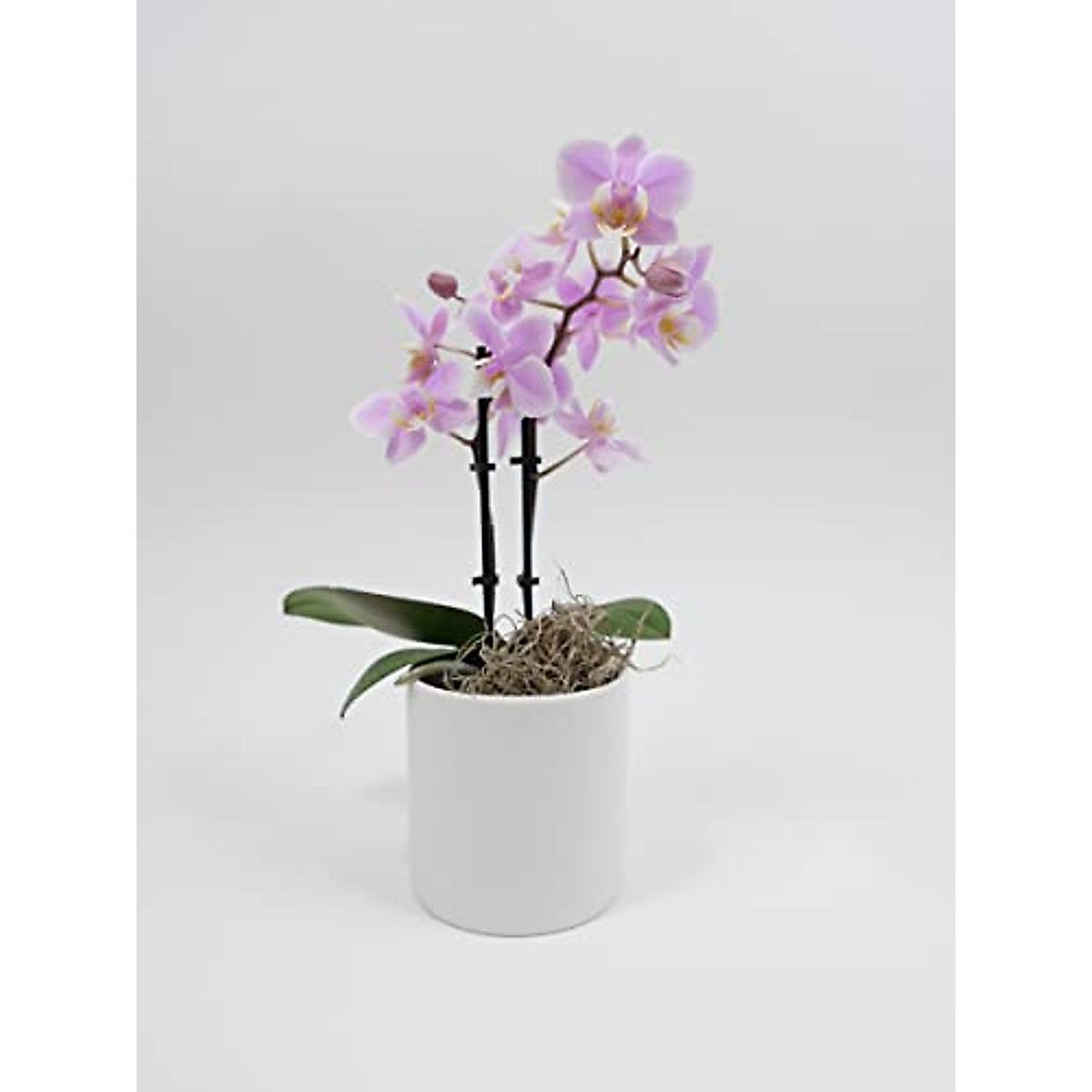 Athena's Garden's 3" Double Spike Phalaenopsis, Pink Blooms and Color-Assorted