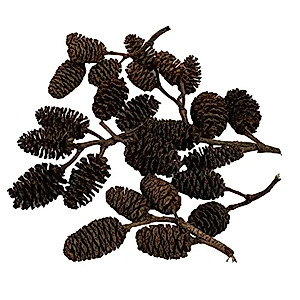 Alder & Casuarina Cones Betta/Shrimp Tank Promotes Natural Habitat, Breeding, Tannin Producing Improves Immunity, Easy to Use, Alder Cone Alternative by Awesome Aquatic (25 Pack Alder)