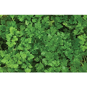 Burpee Windowsill Herb Collection Seeds 5 packets of seed.