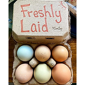 Half Dozen Egg Cartons- Henlay Blank Flat Top Six Pack (20)