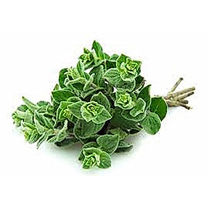 Marjoram Sweet, Heirloom, Non GOM, (25+) Herb, Majoram Sweet Seeds