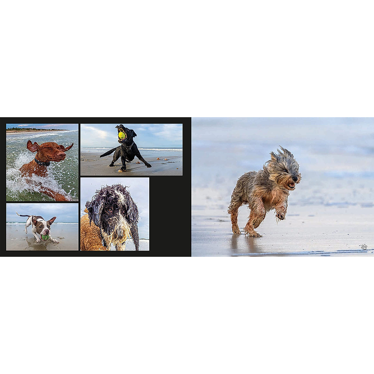 BEACH DOGS: A Coffee Table Photography Book of Joy for Dog Lovers