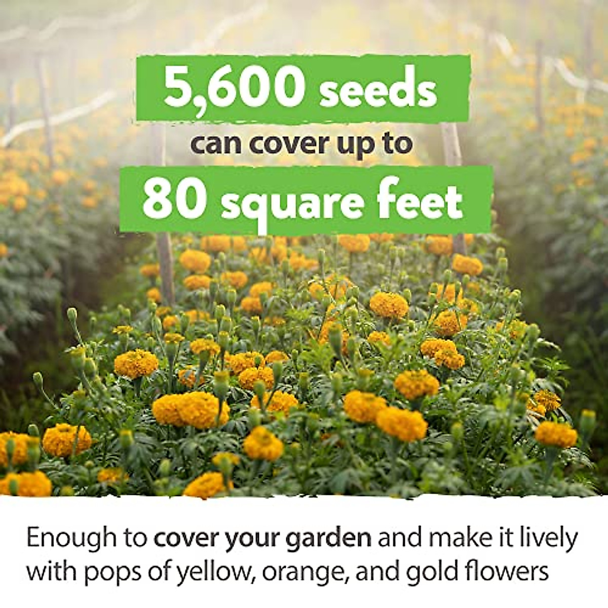 Marigold Seeds Bulk Mix - 5600+ Crackerjack Marigold Flower Seeds for Planting Outdoors - Flowers Seed for Companion Planting - Wildflower African Marigold Seeds (Tagetes erecta)